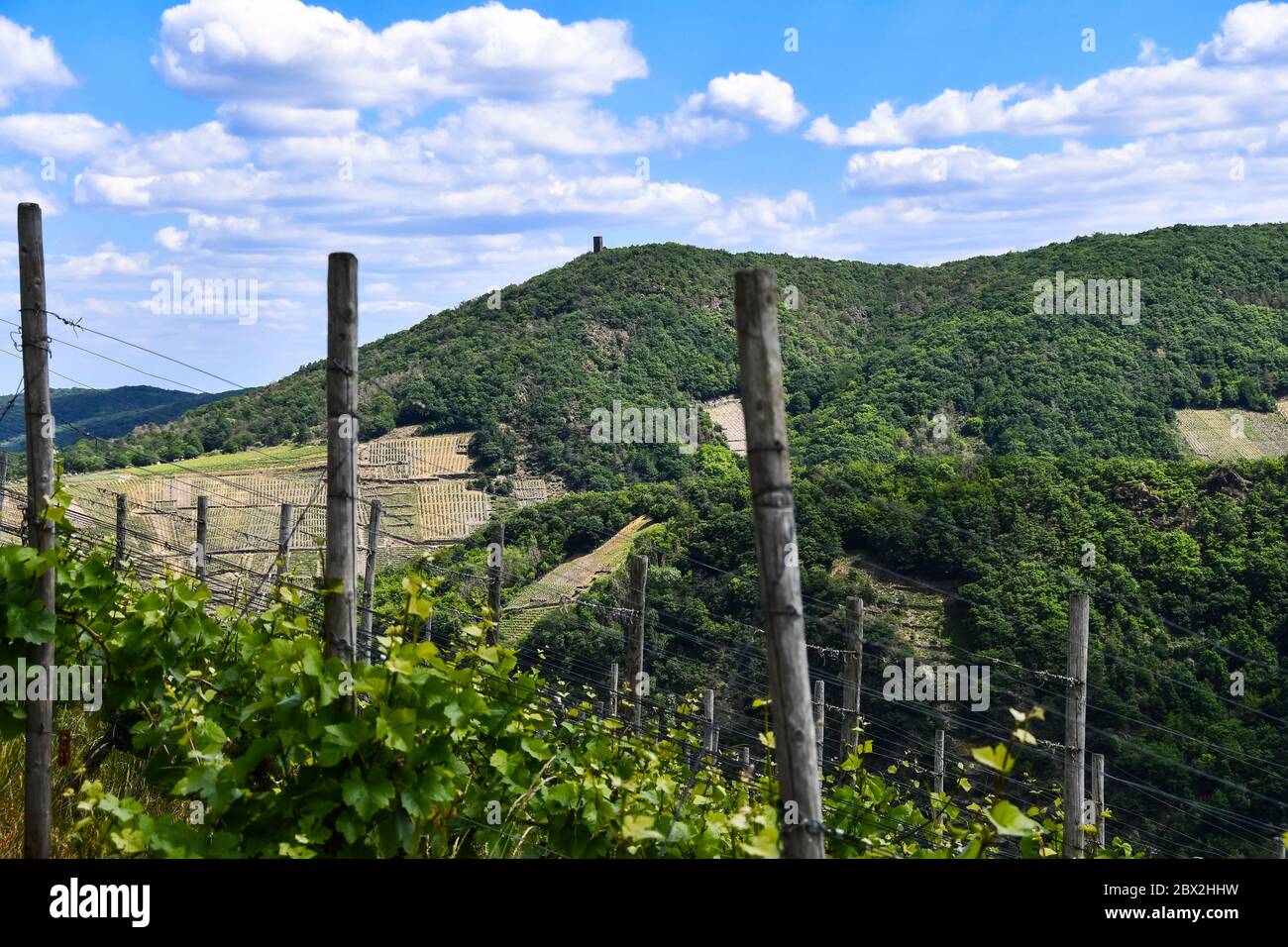 River ahr vineyards hi-res stock photography and images - Alamy