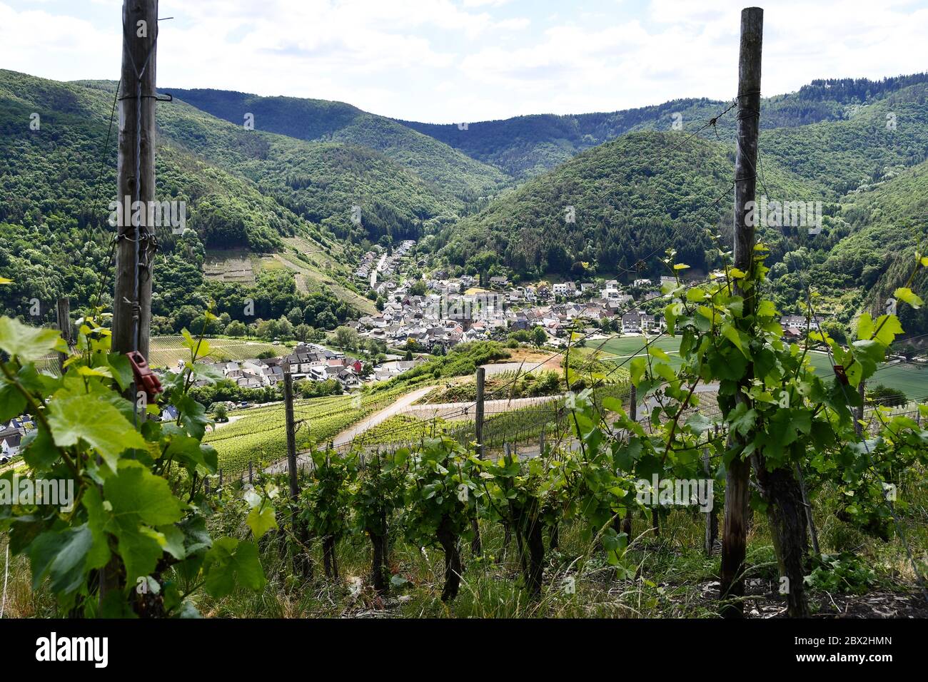 River ahr vineyards hi-res stock photography and images - Alamy