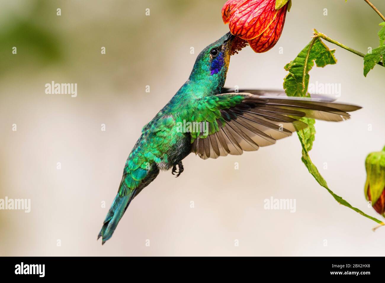 A sparkling violetear (Colibri coruscans) in Cumbayá, Quito, Ecuador ...