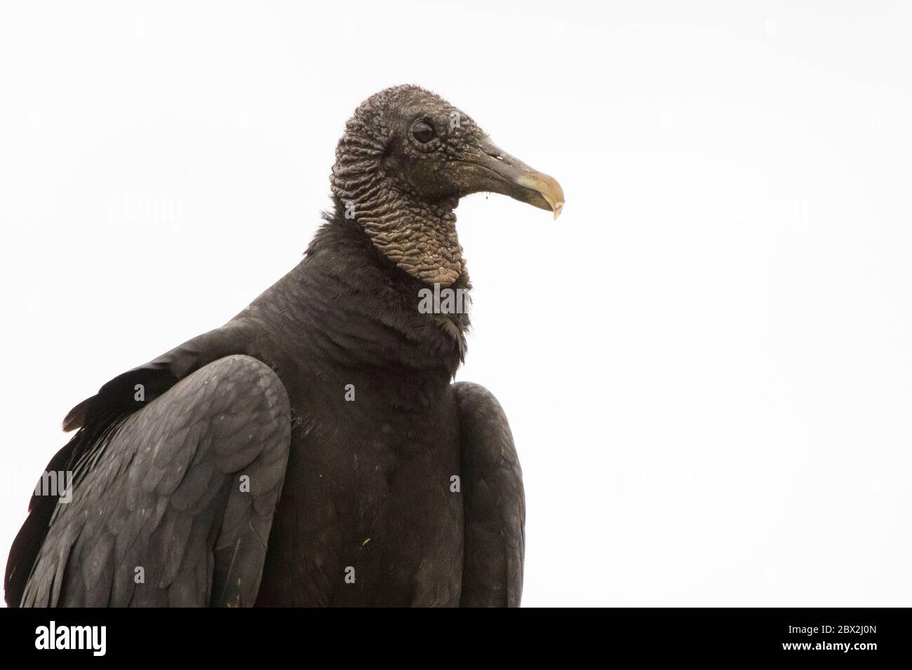 A black vulture (Coragyps atratus) closeup portrait with white ...