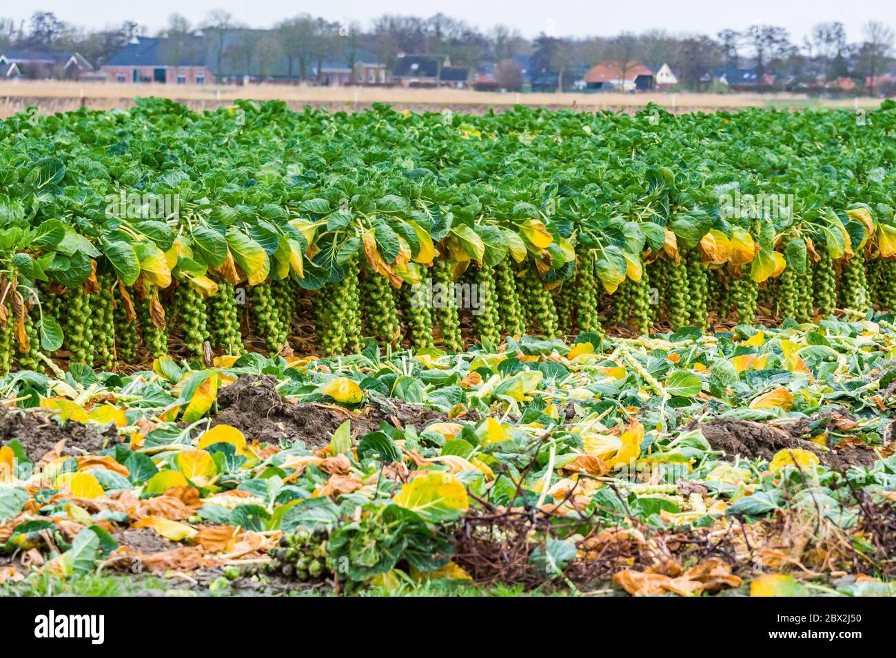 Harvesting of brussels sprout in winter in north Netherlands near ...