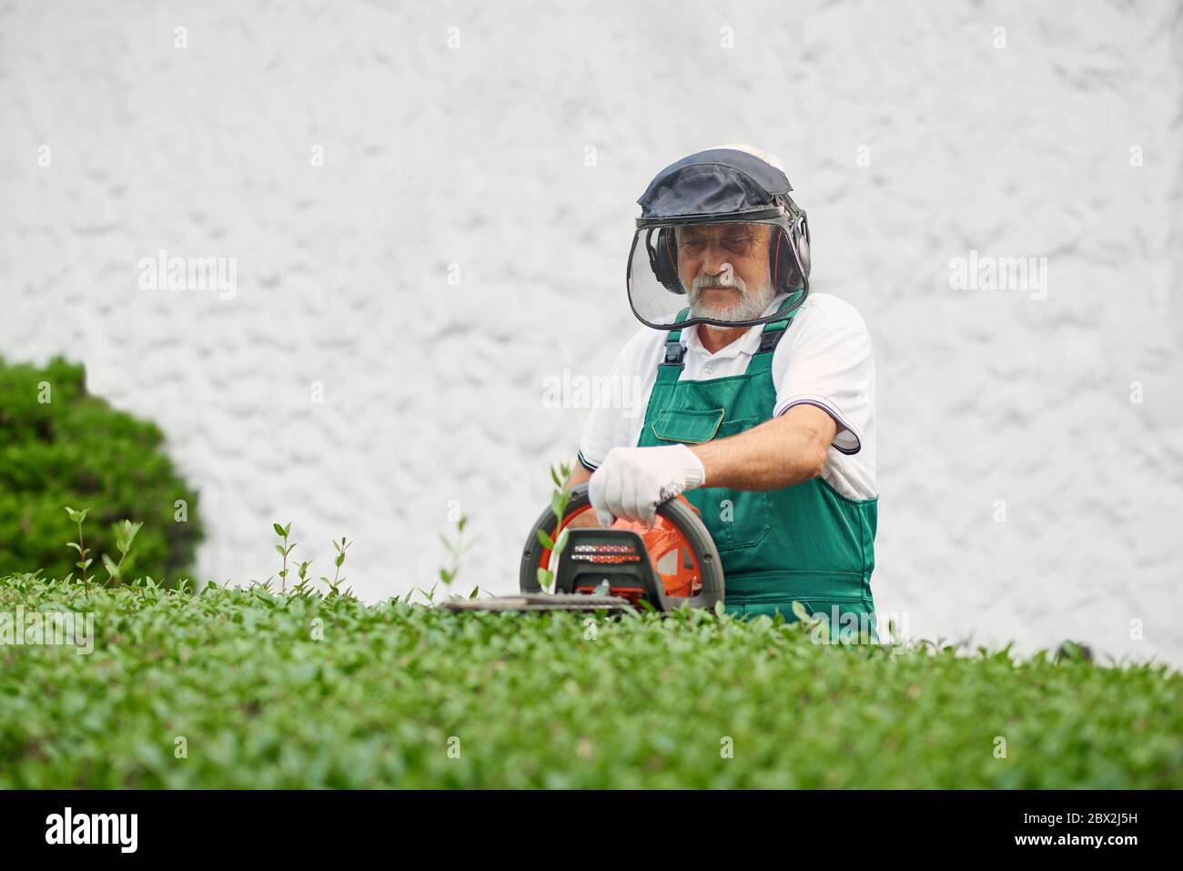 Eldery man landscaping and taking care of plants in garden. Front view ...