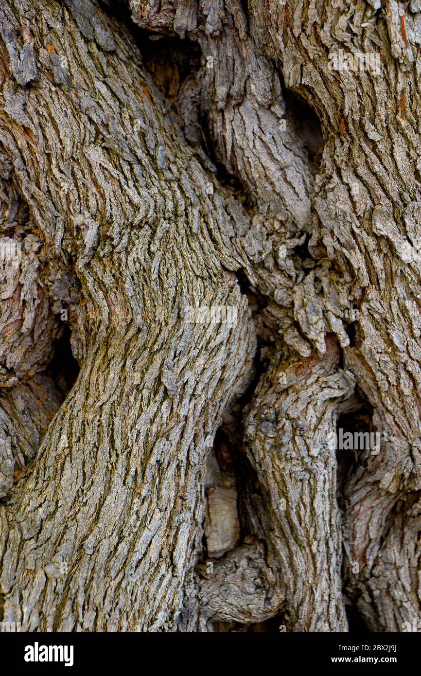 Bark of a Tamarisk tree Tamarix Chinensis Stock Photo - Alamy