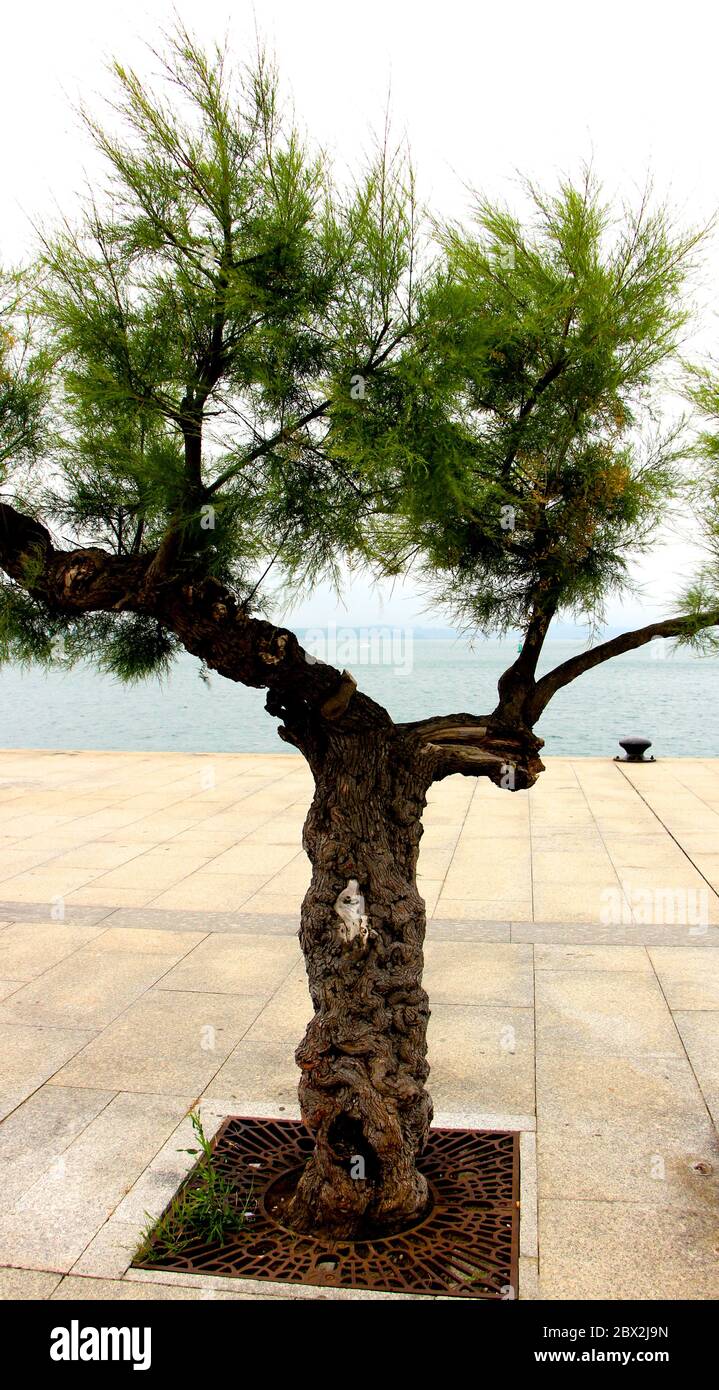 Boat in the bay in Santander bay seen through a Tamarisk tree Tamarix ...