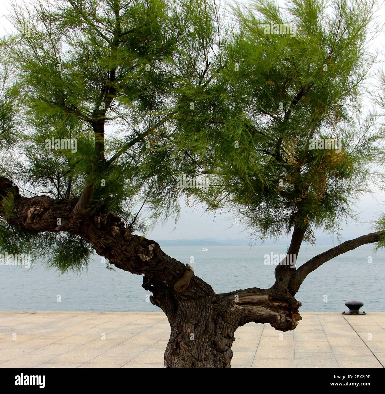 Boat in the bay in Santander bay seen through a Tamarisk tree Tamarix ...