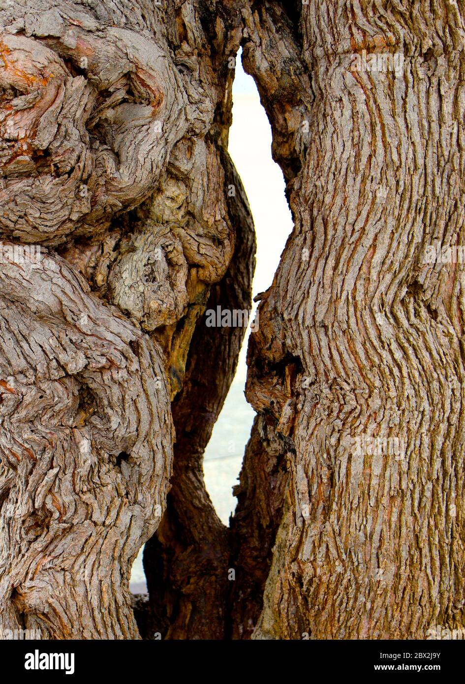 Close up of bark of a Tamarisk tree Tamarix Chinensis split in the ...