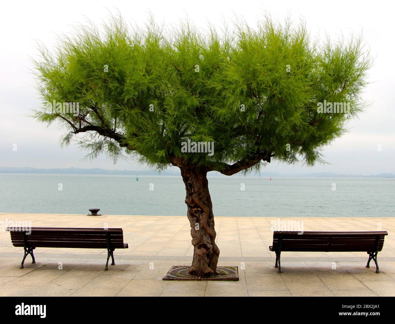 Tamarisk tree Tamarix Chinensis in between two benches looking out at ...