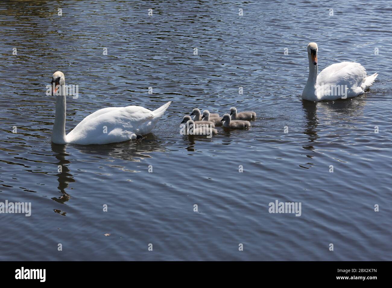 One day old cygnet hi-res stock photography and images - Alamy