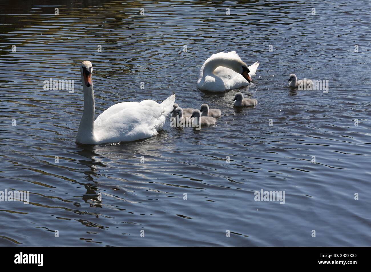 One day old cygnet hi-res stock photography and images - Alamy