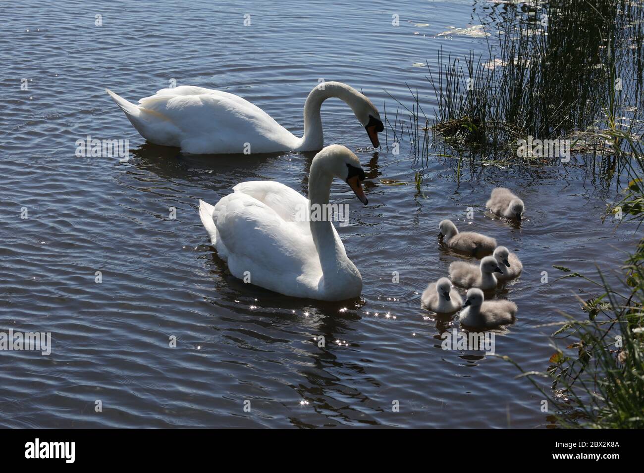 One day old cygnet hi-res stock photography and images - Alamy