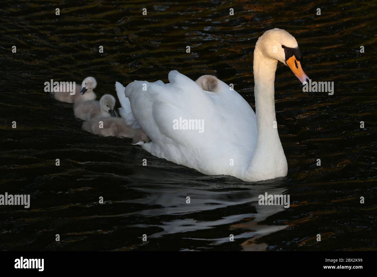 Cygnet swans hi-res stock photography and images - Alamy