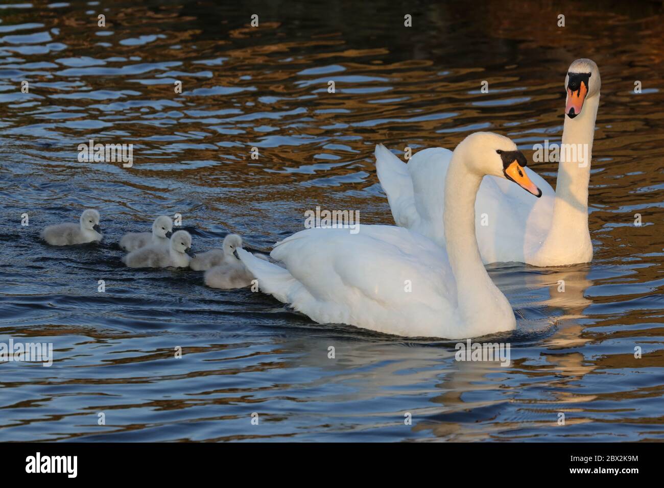 One day old cygnet hi-res stock photography and images - Alamy