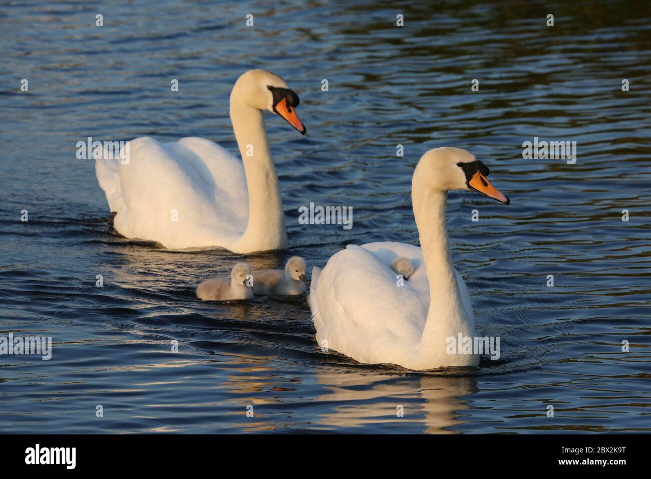 Cygnet swans hi-res stock photography and images - Alamy