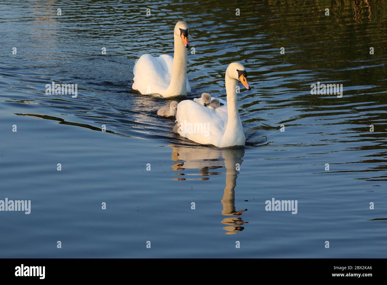 Cygnet swans hi-res stock photography and images - Alamy