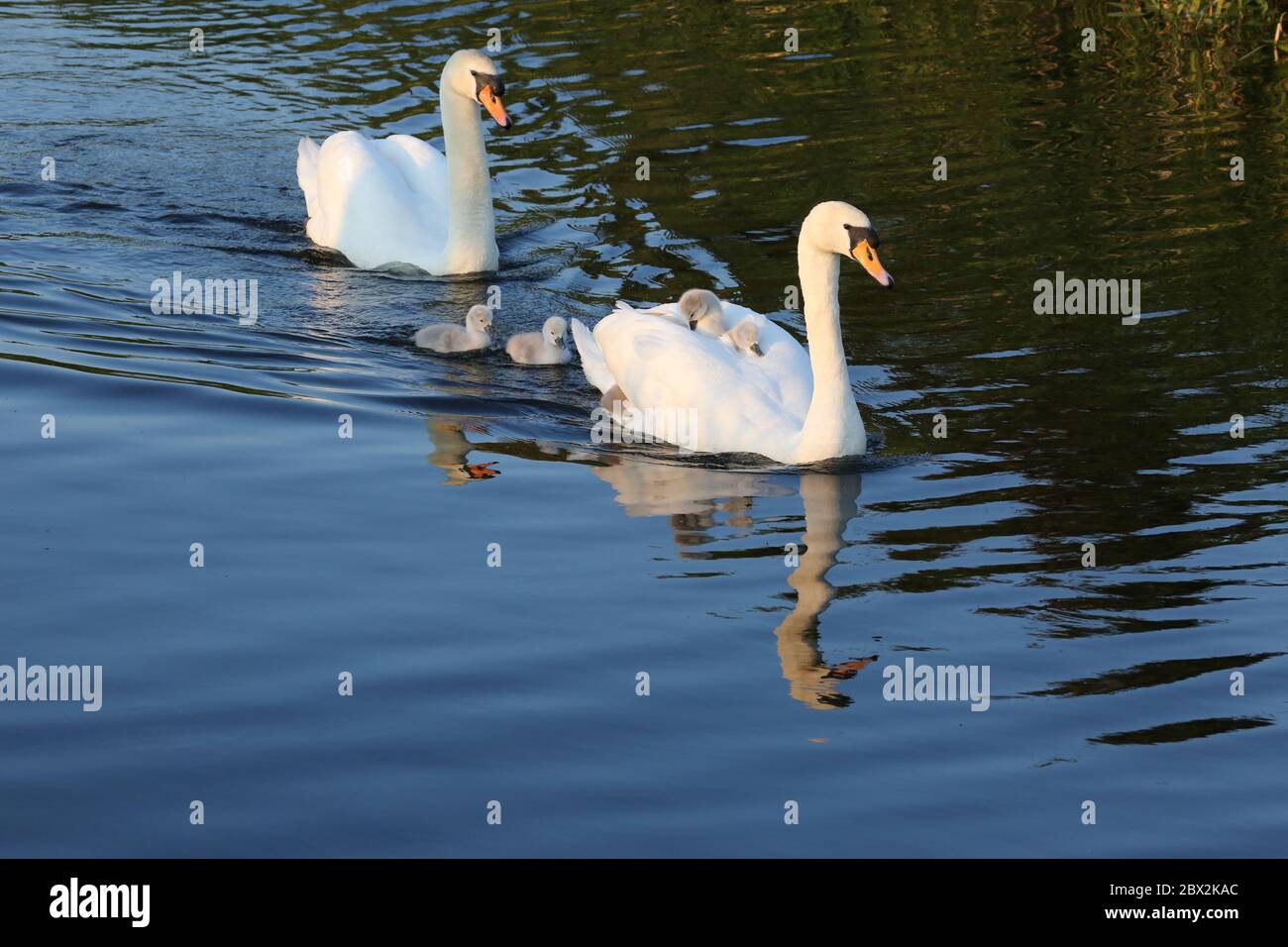 Cygnet swans hi-res stock photography and images - Alamy