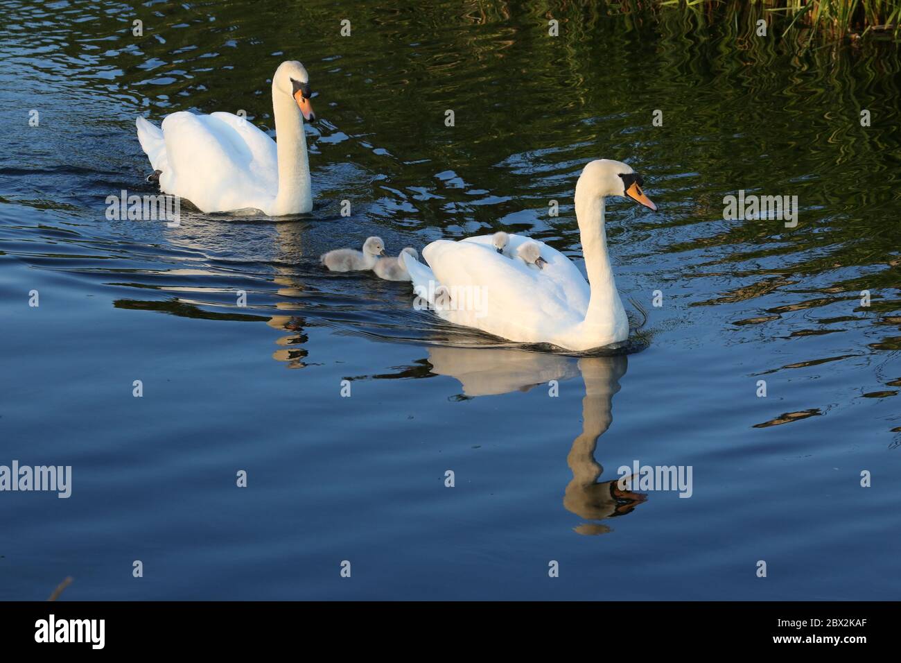 Cygnet swans hi-res stock photography and images - Alamy