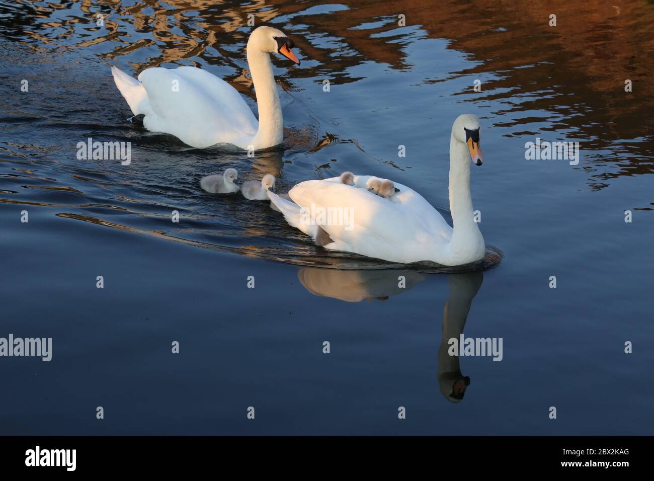 One day old cygnet hi-res stock photography and images - Alamy