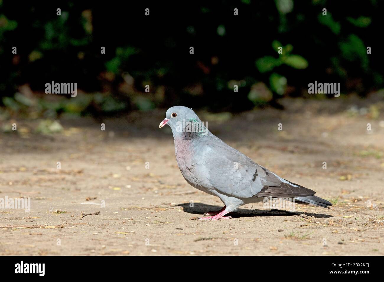 Stock Dove (Columba oenas Stock Photo - Alamy