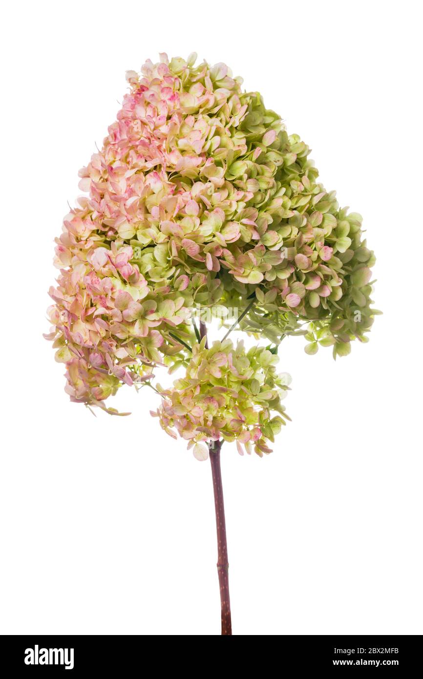 Hydrangea Flowers Isolated on White Background Stock Photo - Alamy