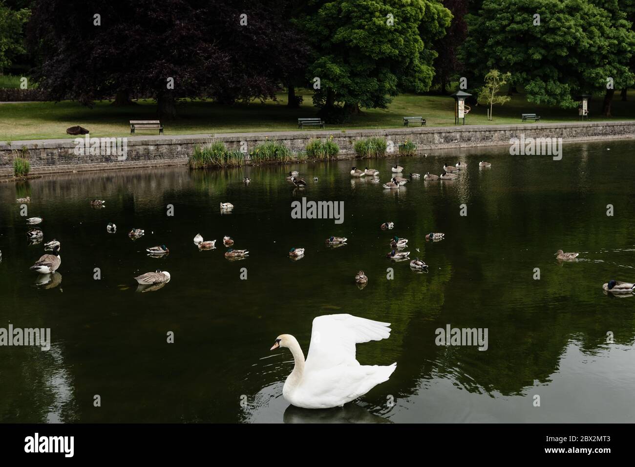 MERTHYR TYDFIL, Wales - 04 JUNE 2020 - A swan opens its wings at ...