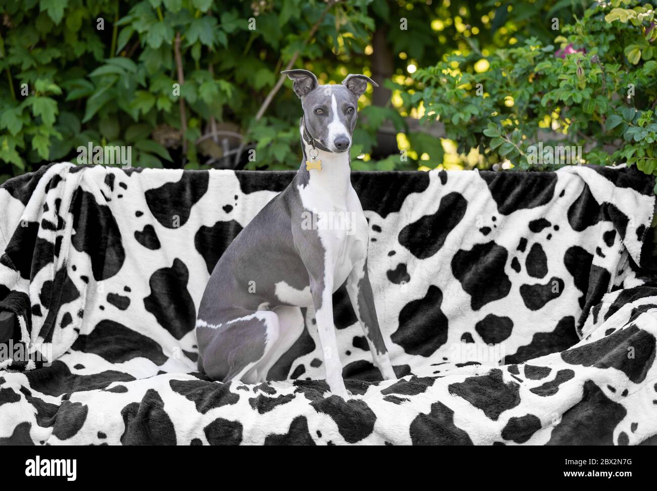 Calf skin hi-res stock photography and images - Alamy