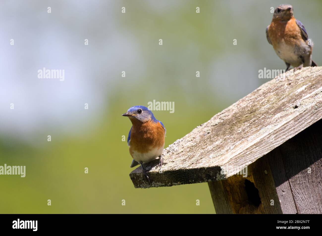 Bluebirds hi-res stock photography and images - Alamy