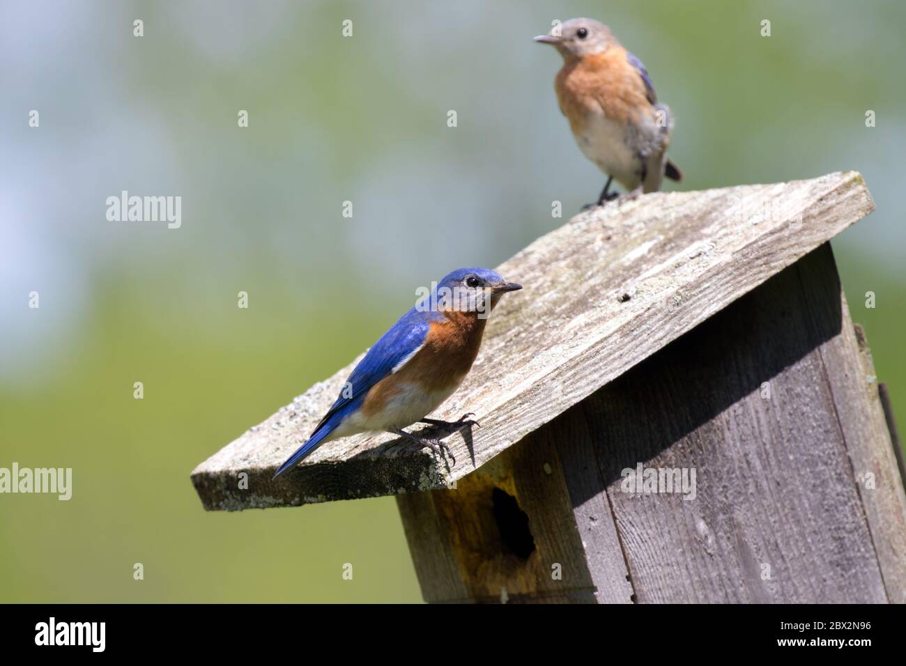 Bluebirds hi-res stock photography and images - Alamy