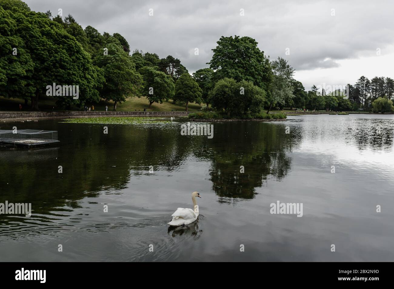 MERTHYR TYDFIL, Wales - 04 JUNE 2020 - A swan swims off at Cyfarthfa ...