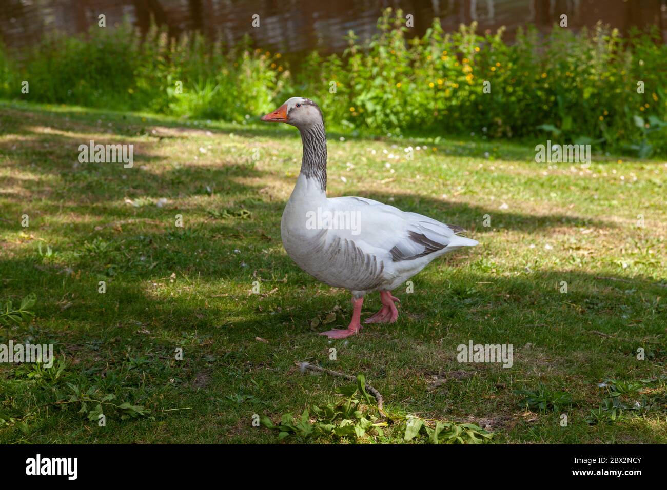 Lake swimming amsterdam hi-res stock photography and images - Alamy