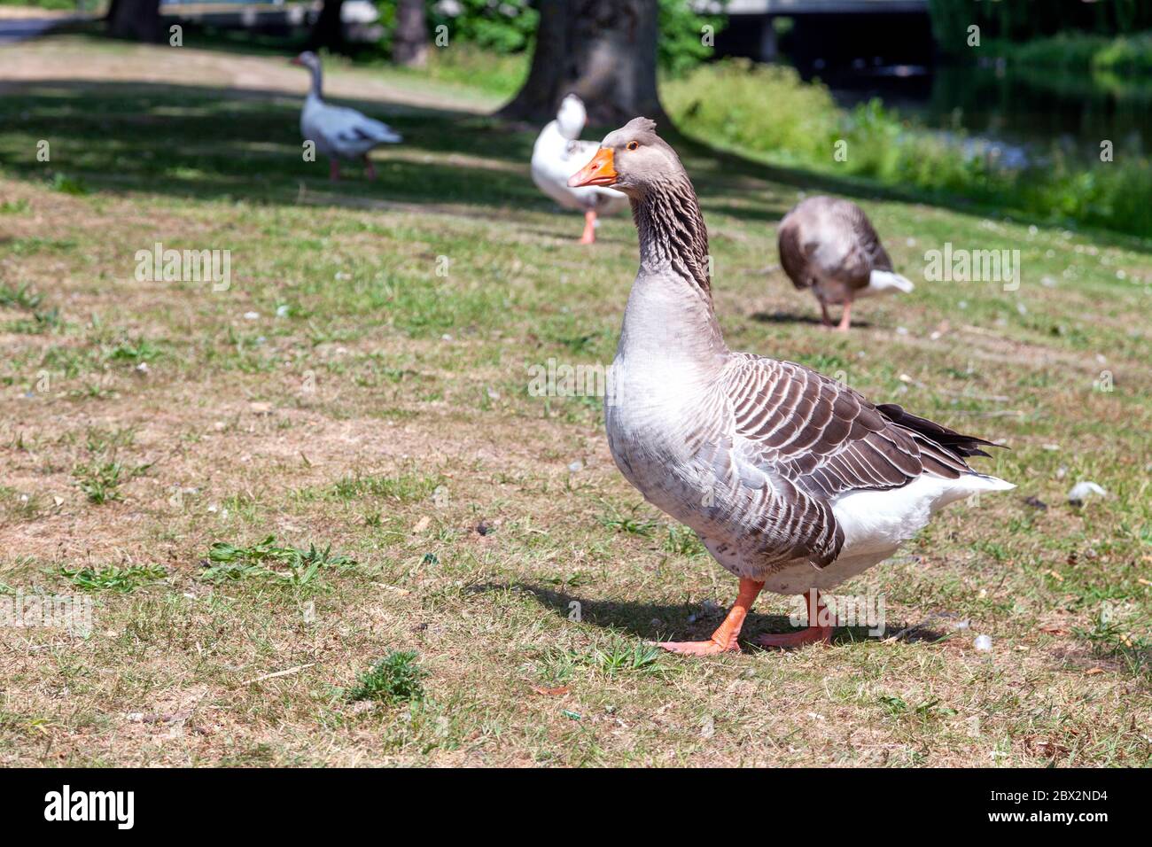 Goose amsterdam hi-res stock photography and images - Alamy
