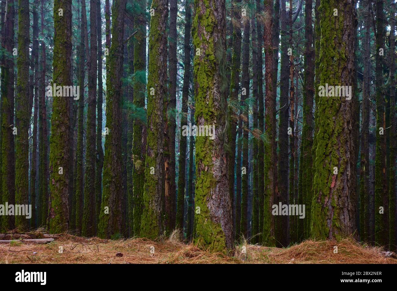 The dark forest - Pine trees with mossy trunks Stock Photo - Alamy