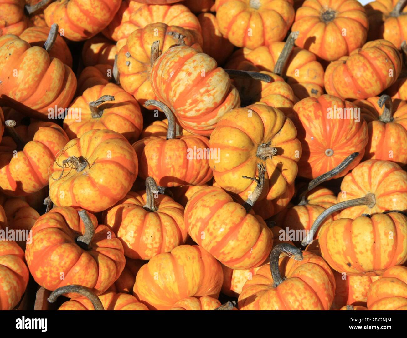 Group orange pumkins hi-res stock photography and images - Alamy