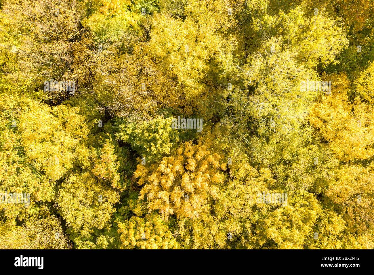 Yellow canopies hi-res stock photography and images - Alamy