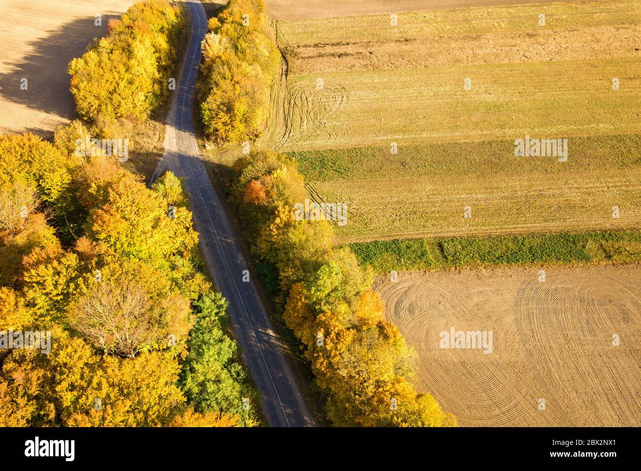 Top down aerial view of green and yellow canopies in autumn forest with ...