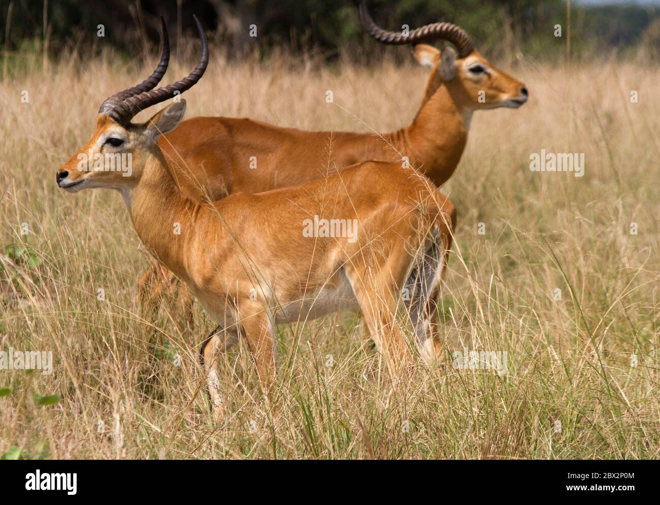 These Uganda Kob males are displaying in a behaviour known as lateral ...
