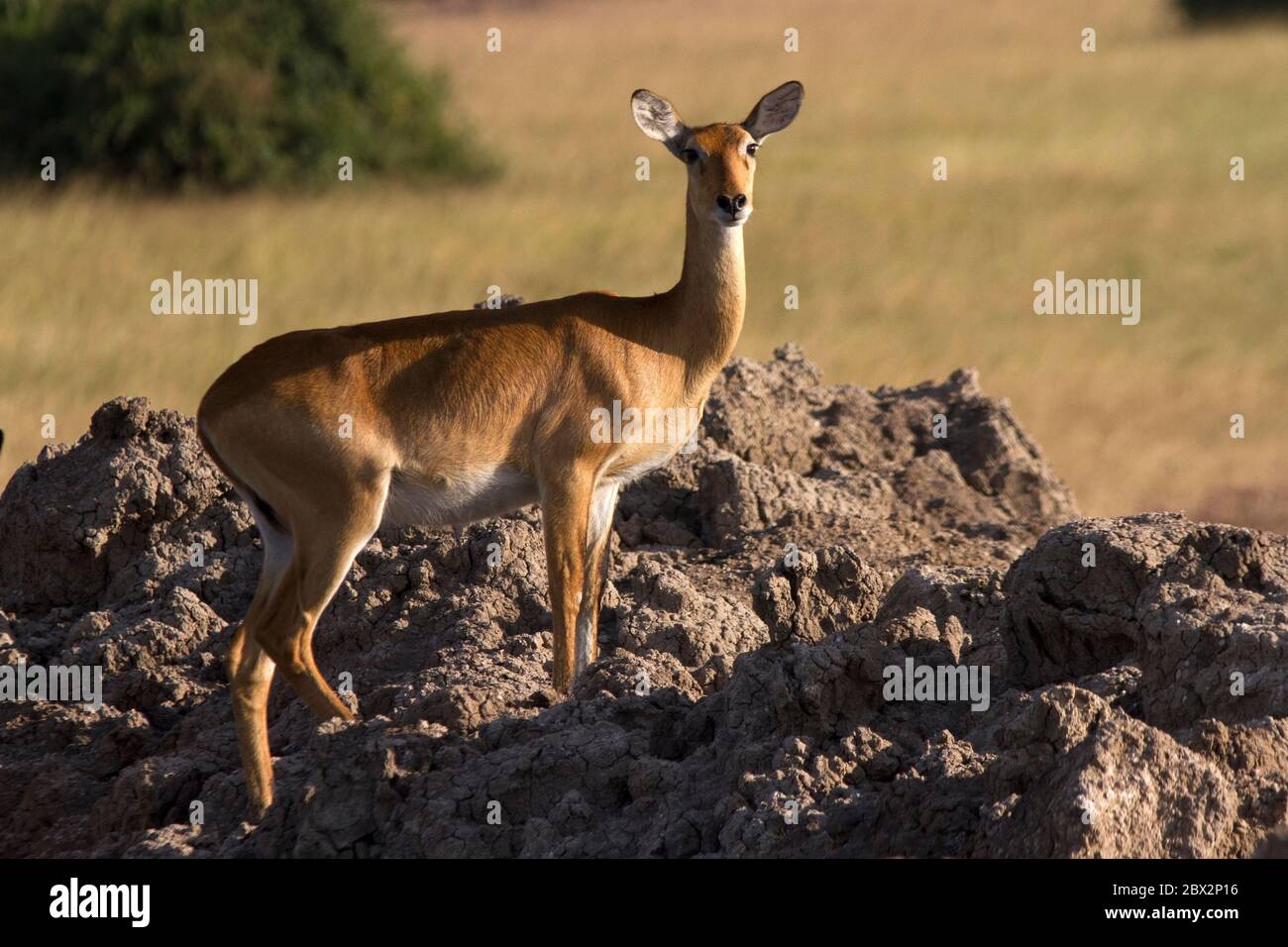 Uganda Kob females live in herds that coalesce to form large groups ...