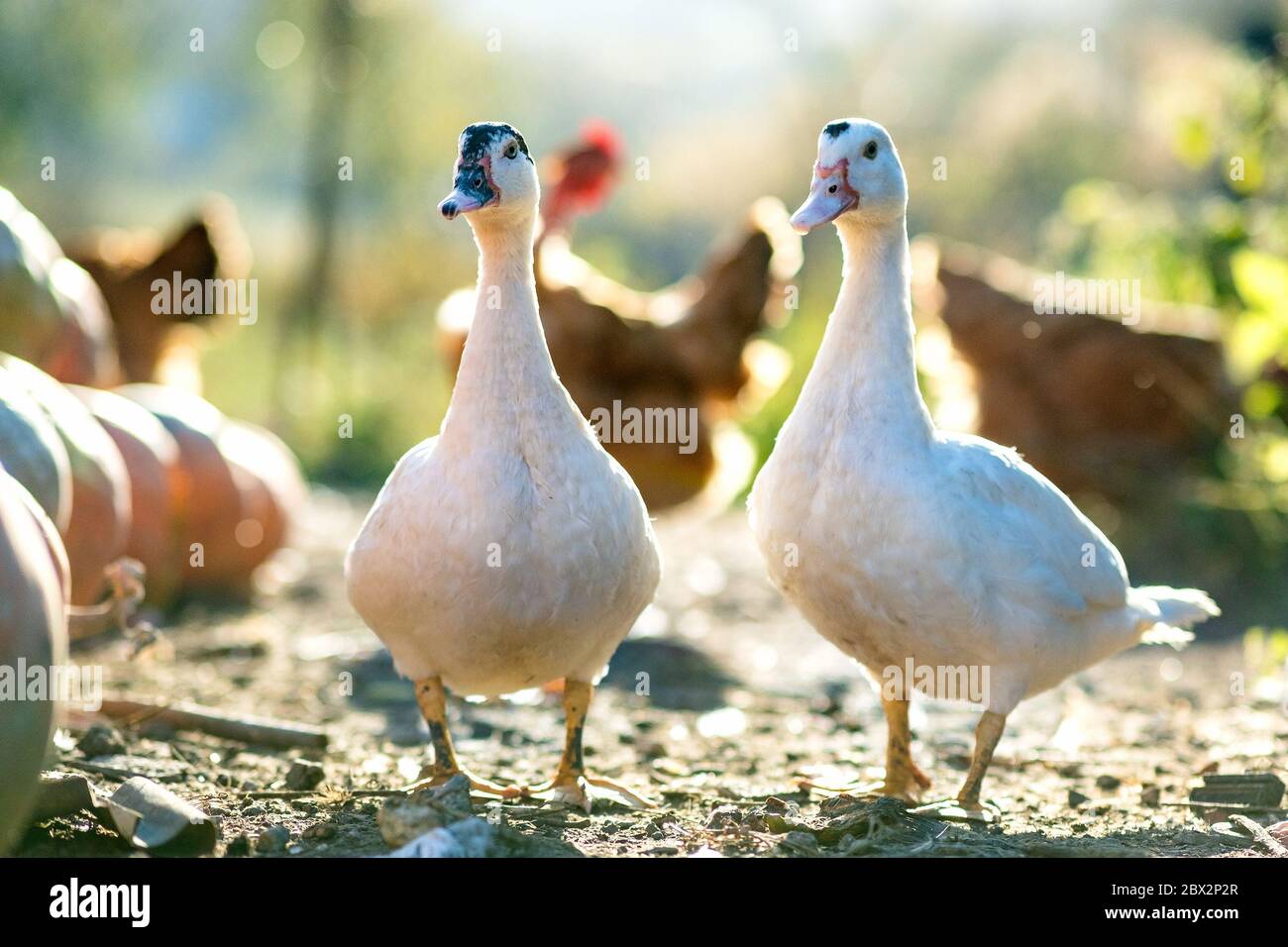 Ducks feed on traditional rural barnyard. Detail of a duck head. Close ...