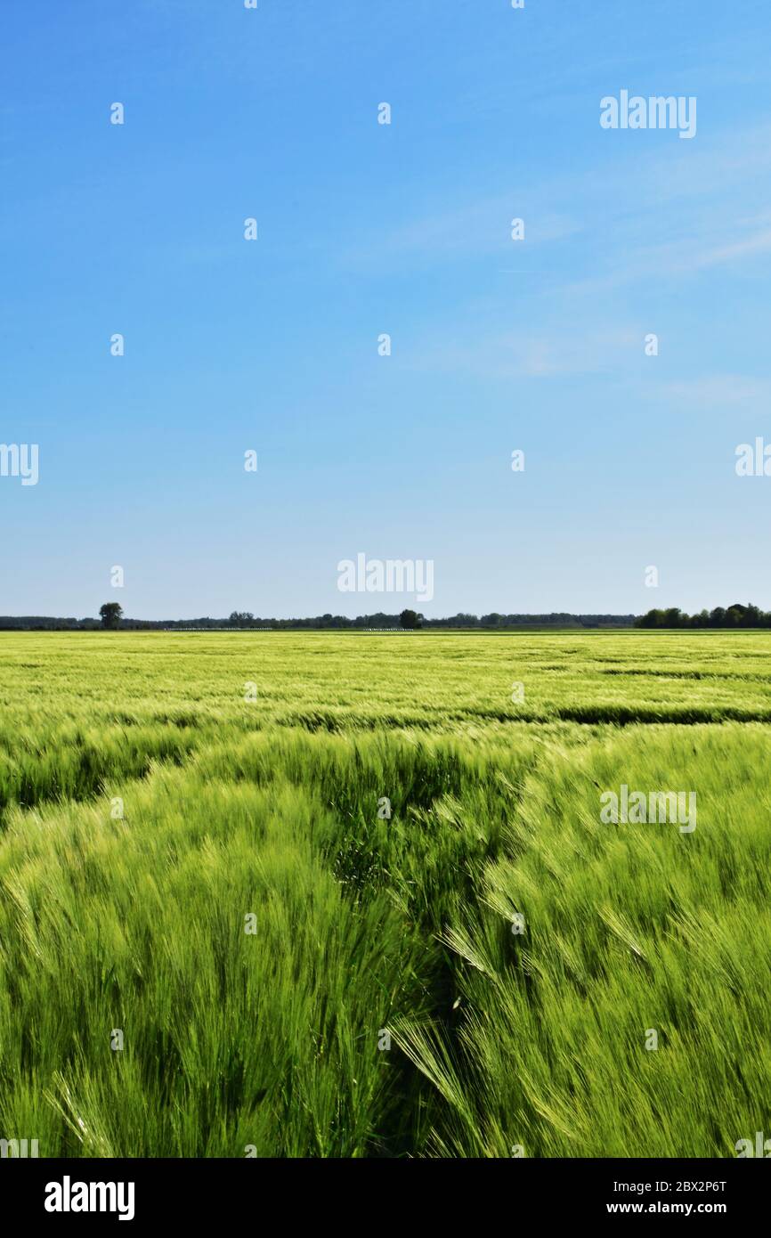 Wheat field on a spring day, vertical Stock Photo - Alamy