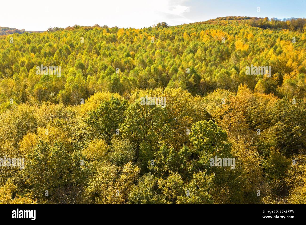 Top down aerial view of green and yellow canopies in autumn forest with ...
