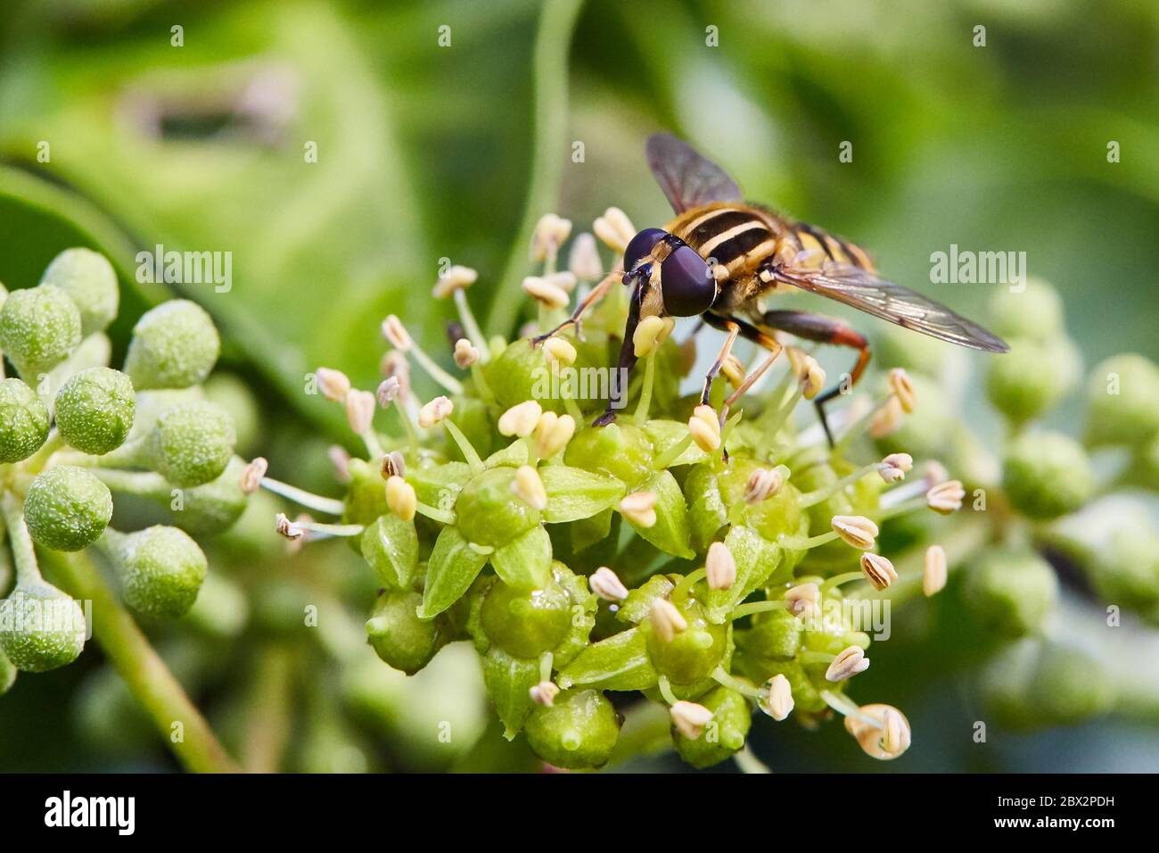 Micro stripes hi-res stock photography and images - Alamy