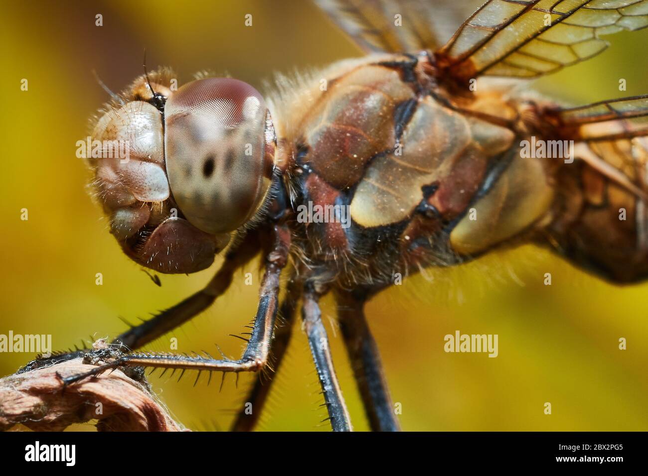 Beautiful fly with large compound eyes hi-res stock photography and ...