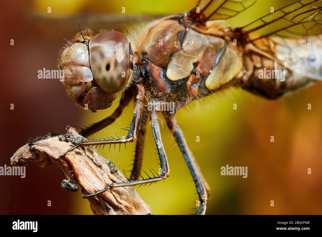Beautiful fly with large compound eyes hi-res stock photography and ...