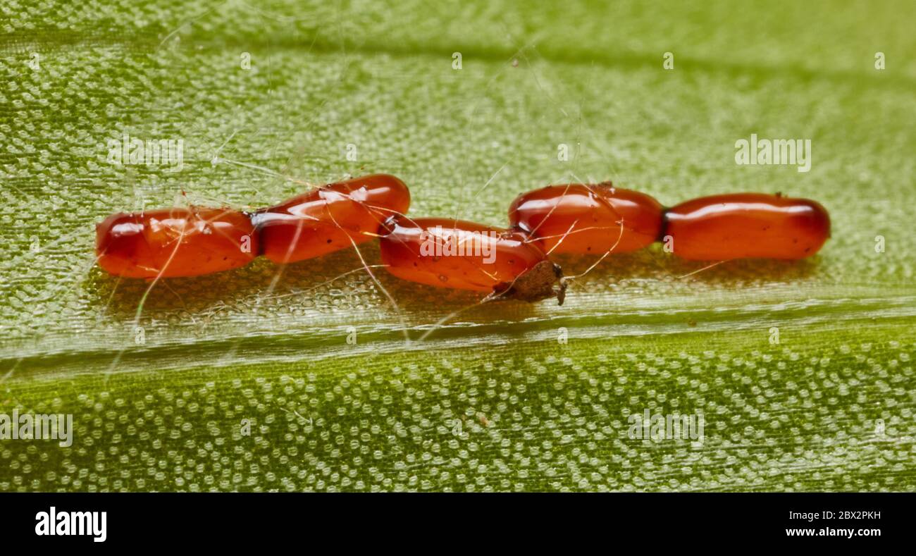 Beetle eggs hi-res stock photography and images - Alamy