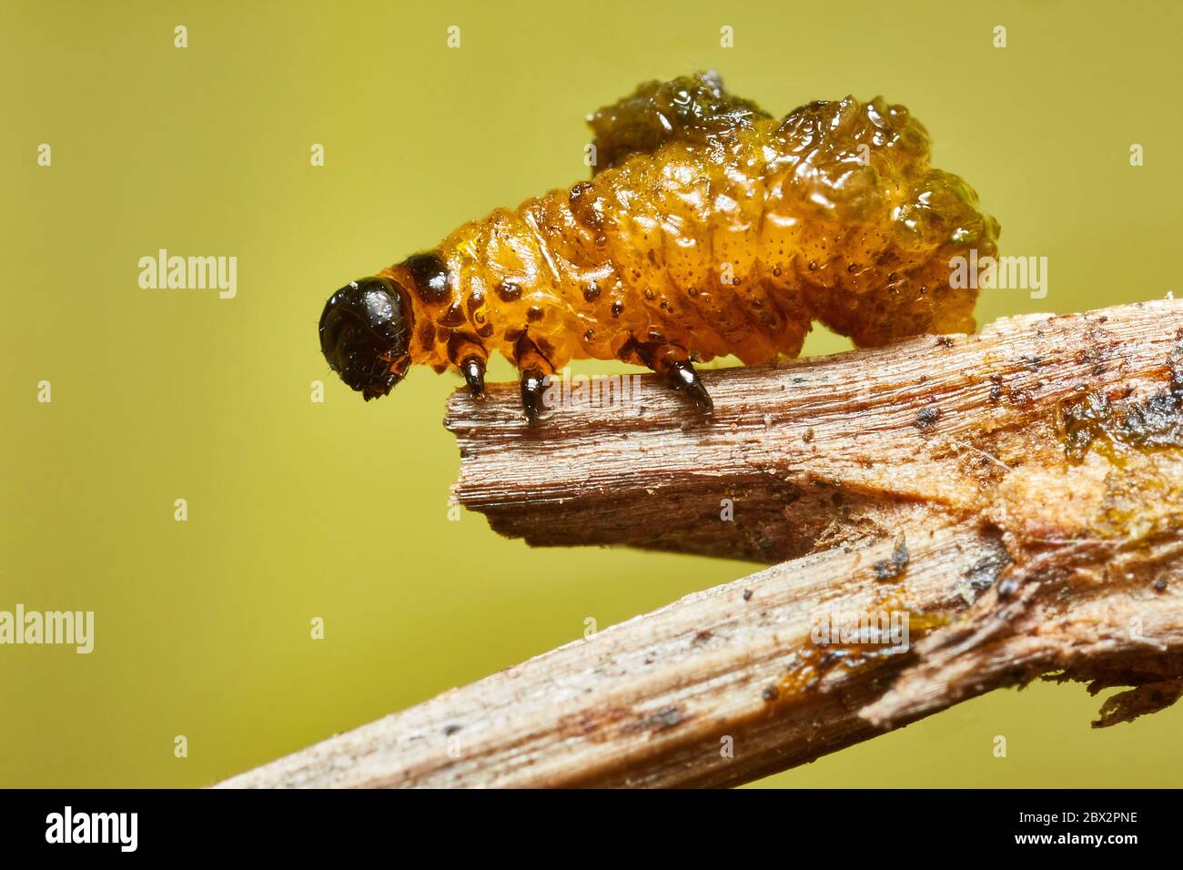 Beetle larvae hi-res stock photography and images - Alamy
