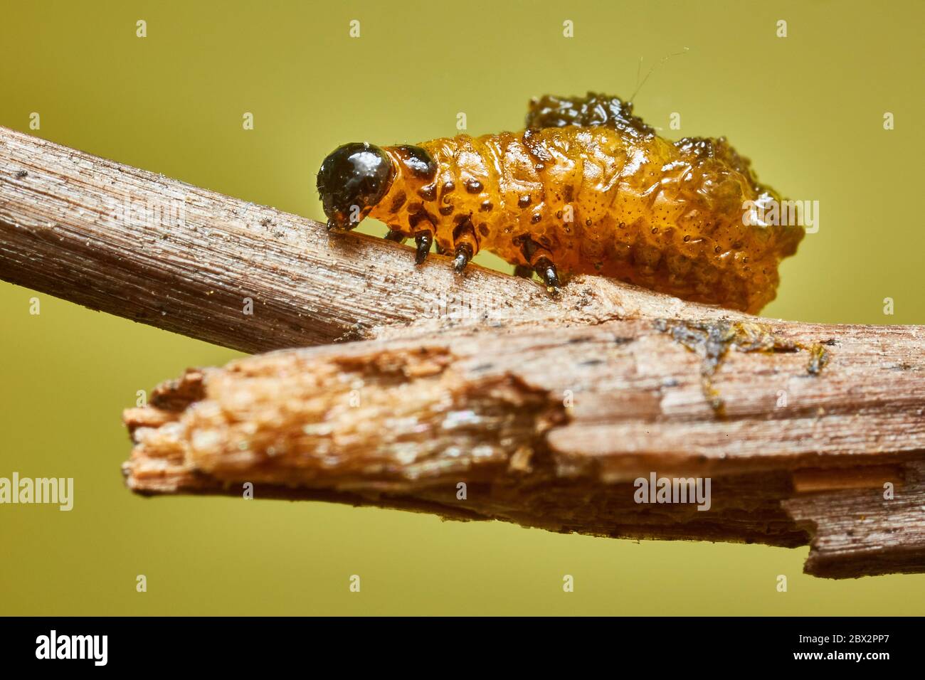 Beetle Larvae