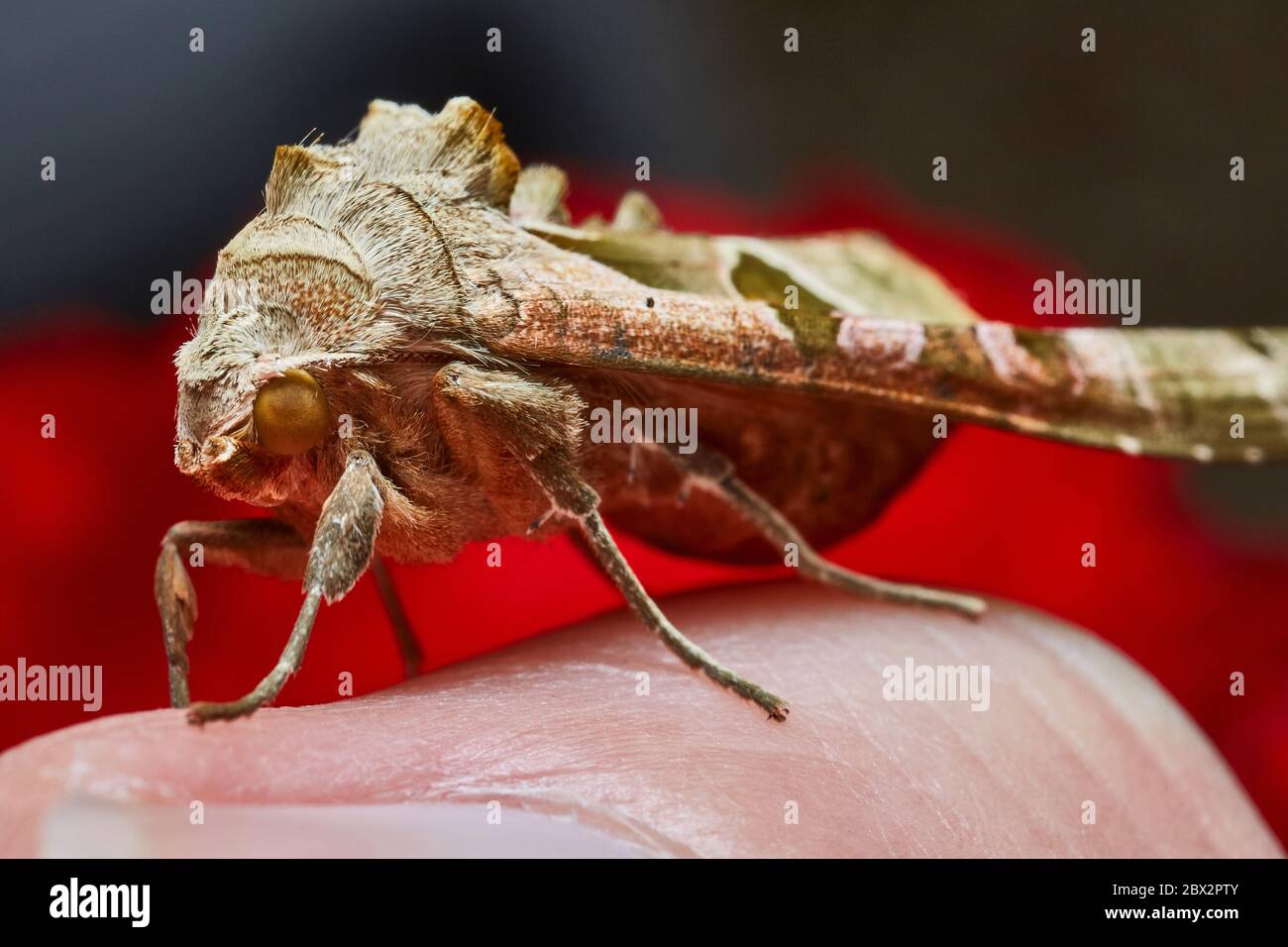 Fluffy moth hi-res stock photography and images - Alamy
