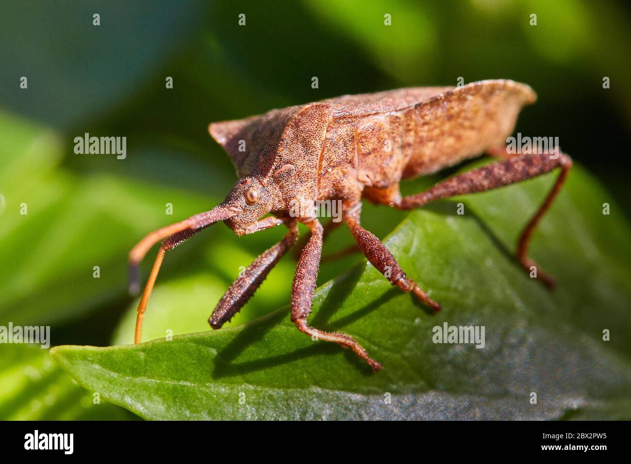 Stink bug on leaf Stock Photo - Alamy