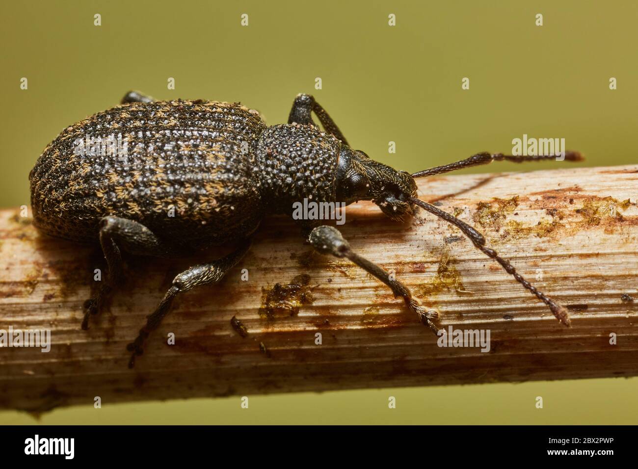 Vine weevil hi-res stock photography and images - Alamy