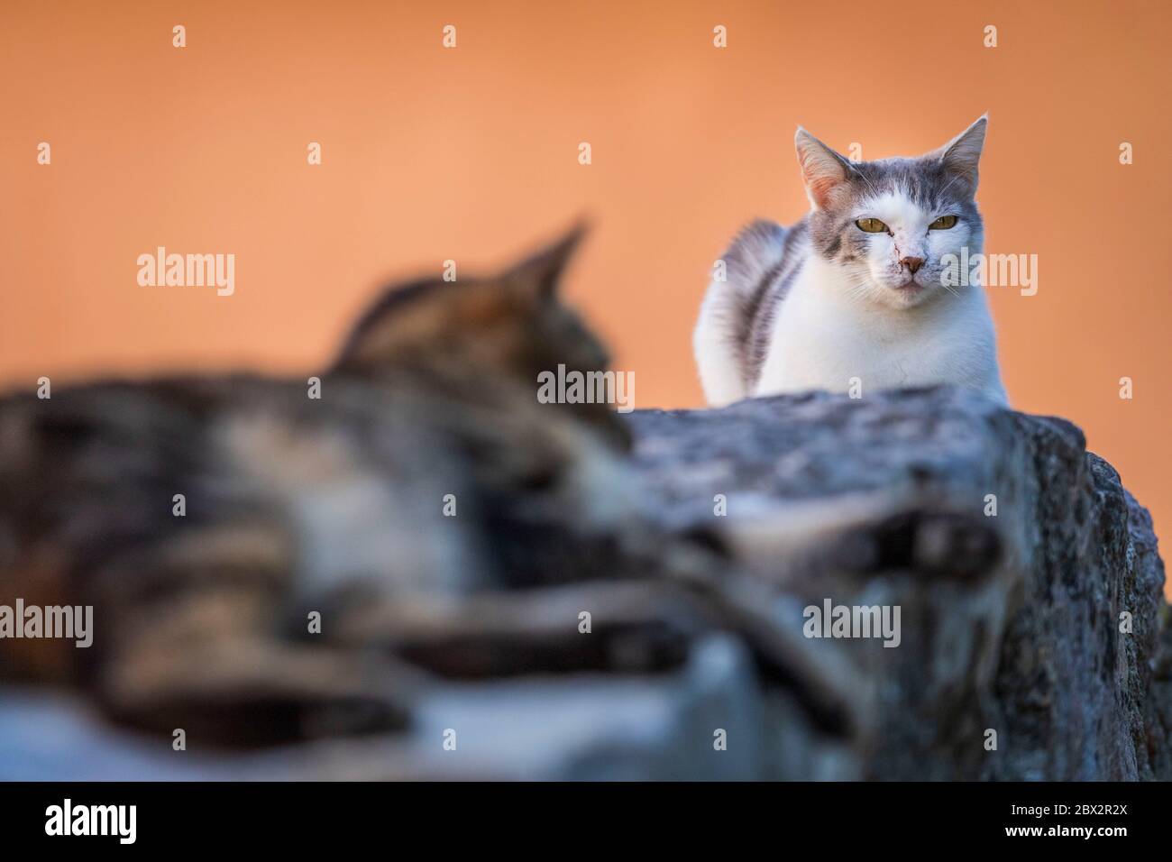 France, Seillans, certified the Most beautiful Villages of France ...