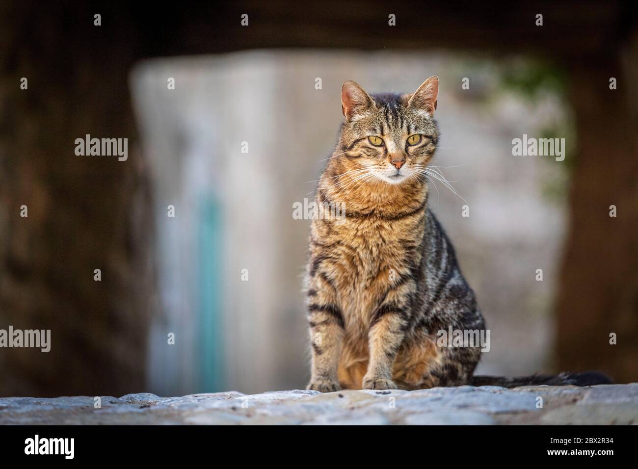 Cat in gutter hi-res stock photography and images - Alamy